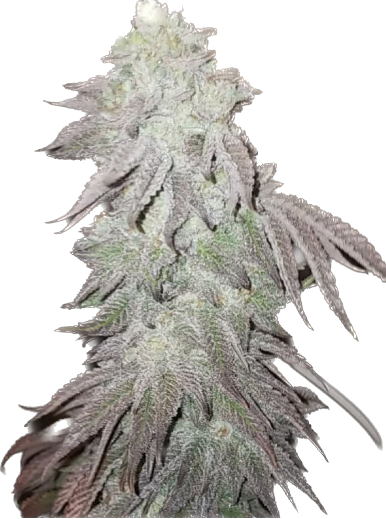 Vampire - Space genetic seeds